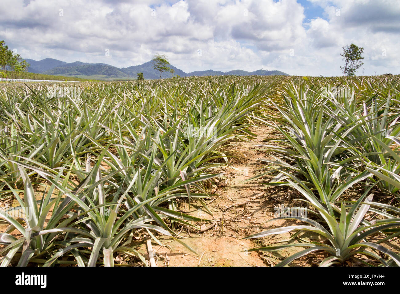 Pineapples growing in a field in Phuket, Thailand Stock Photo - Alamy