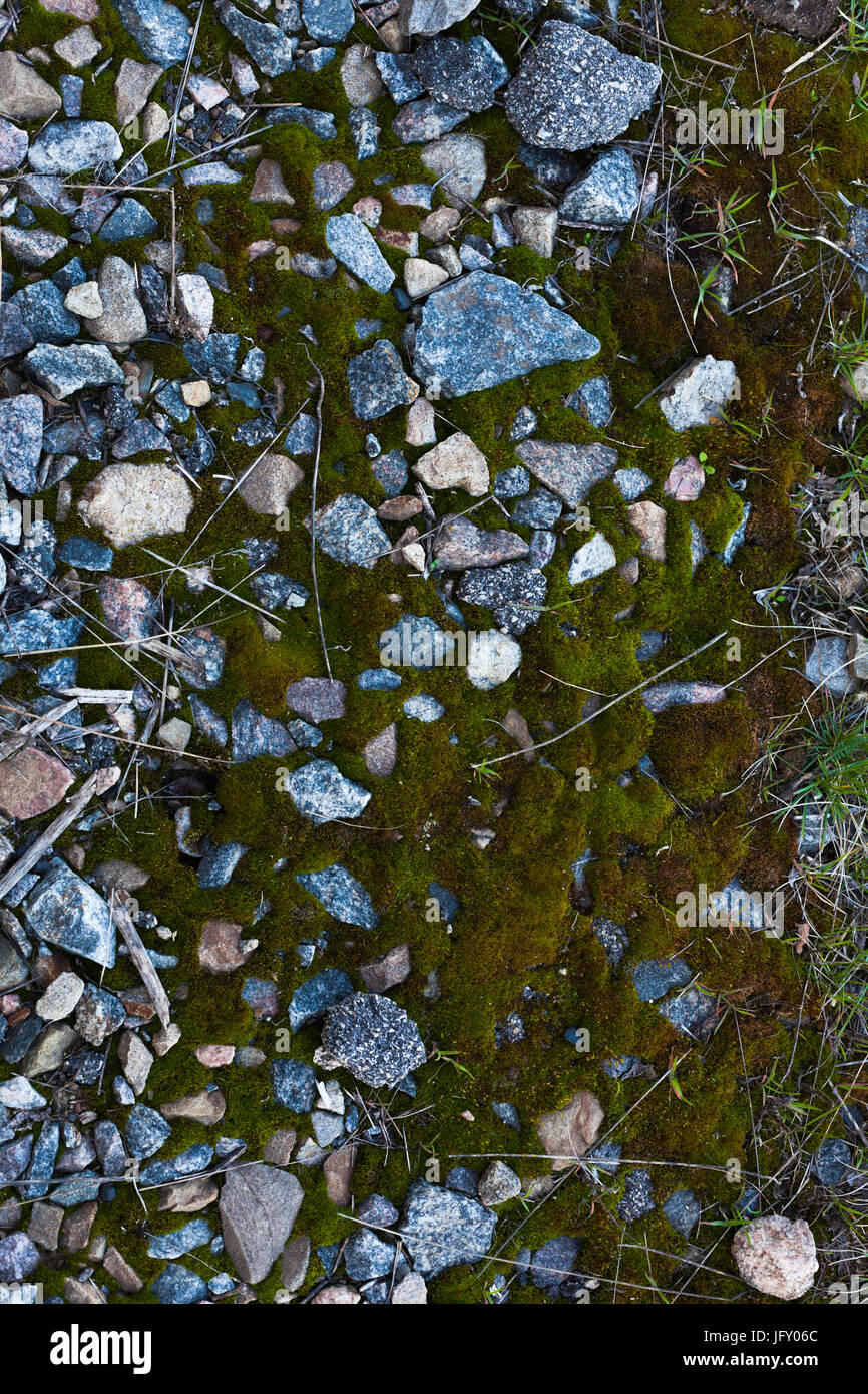 Background Of Green Moss. Seamless Tileable Texture Stock Photo - Alamy