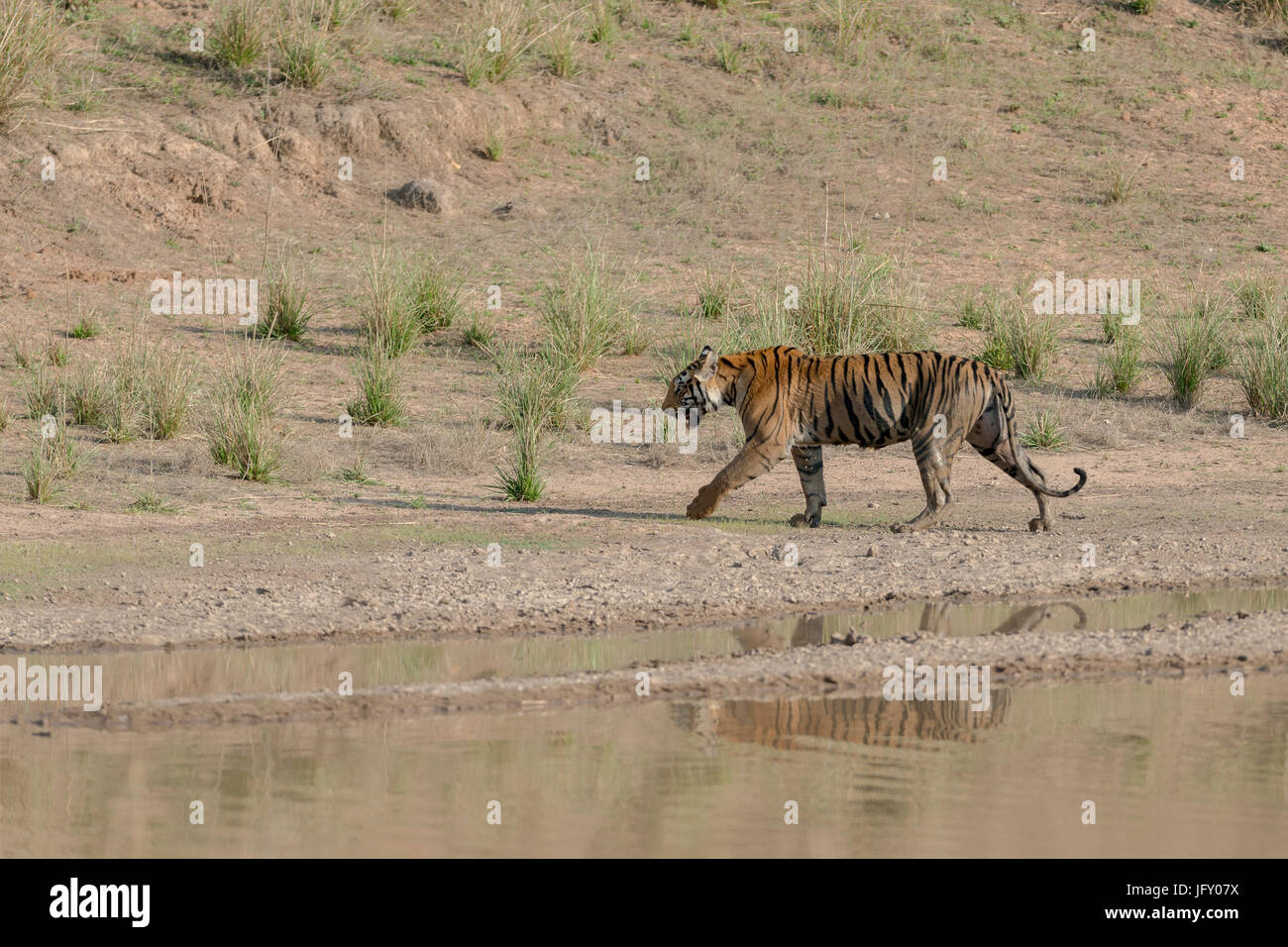 Tiger near Water Hole Stock Photo - Alamy