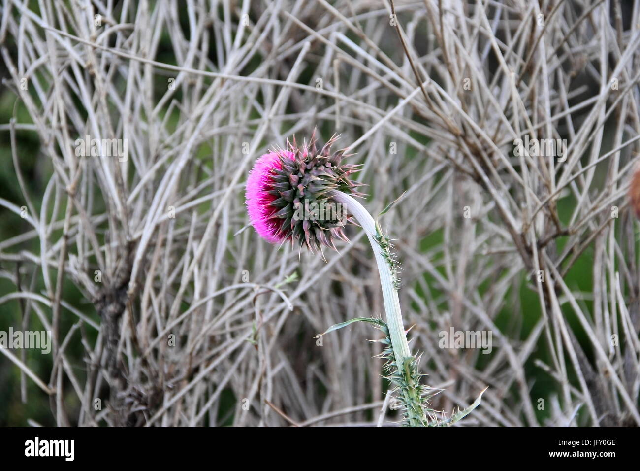 cardo en flor Stock Photo - Alamy