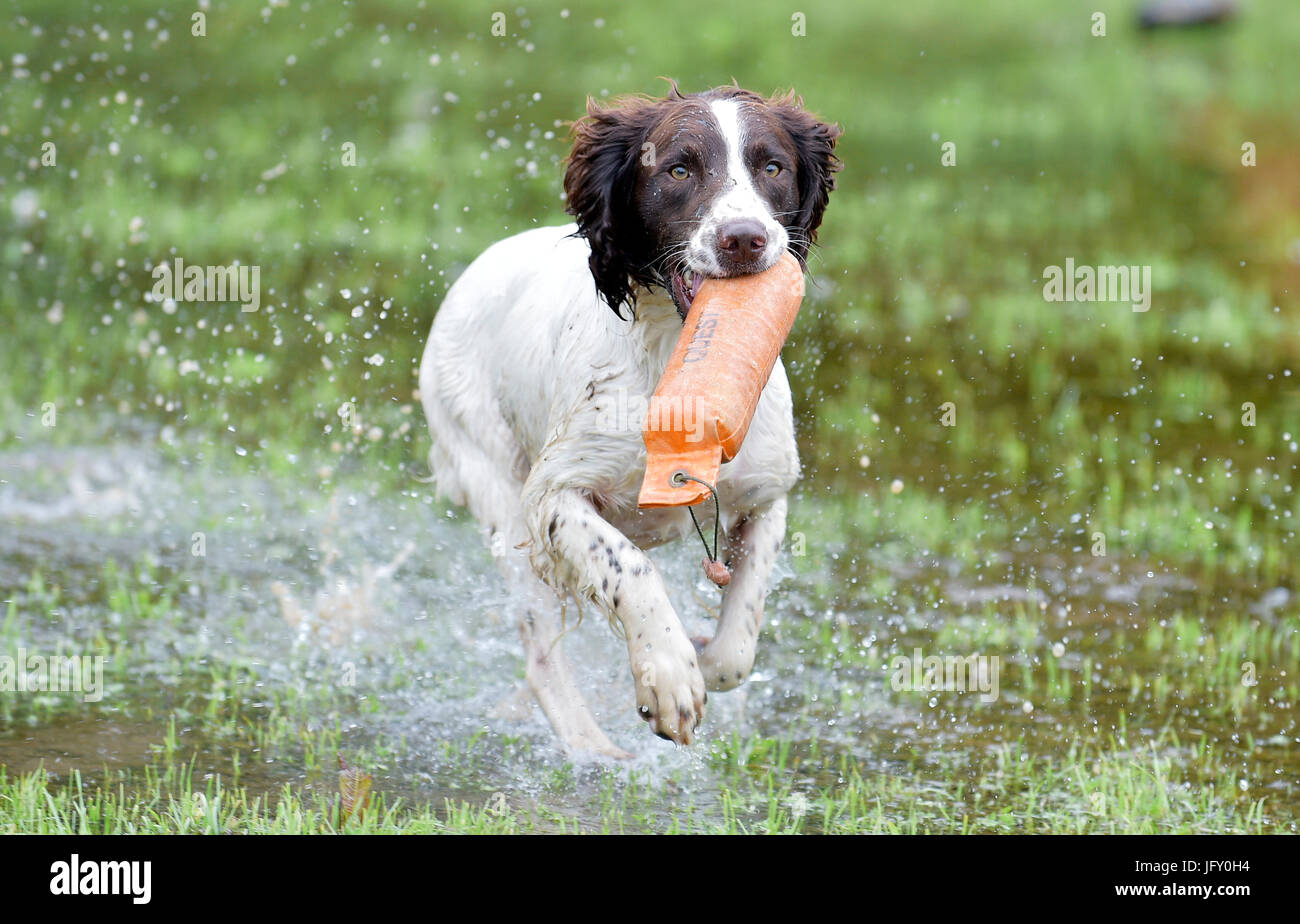 © Sandy young Photography 07970 268944 29th Scottish Game Fair E ...