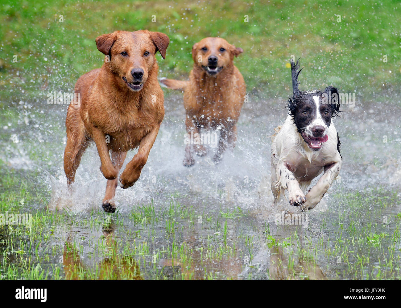 © Sandy young Photography 07970 268944 29th Scottish Game Fair E ...