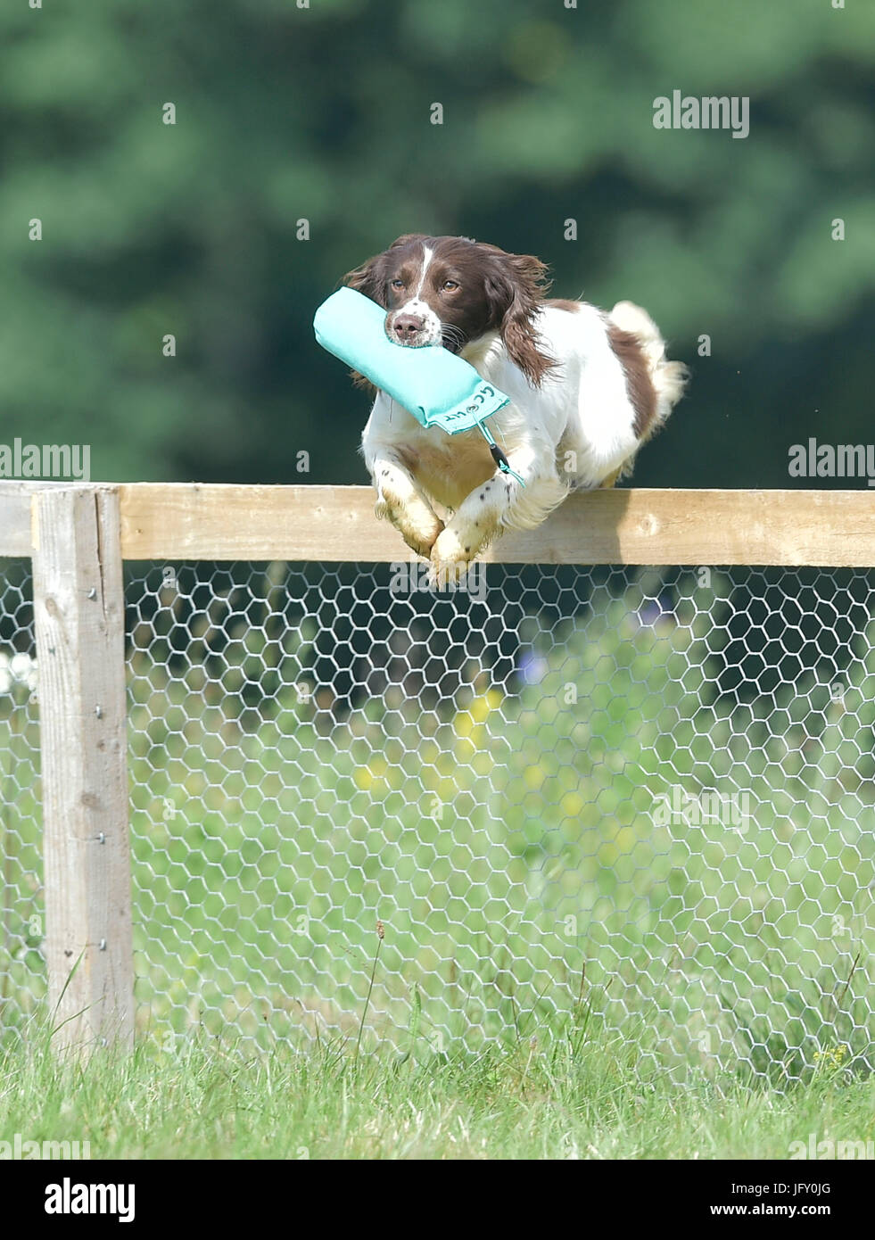 Working dogs hi-res stock photography and images - Alamy