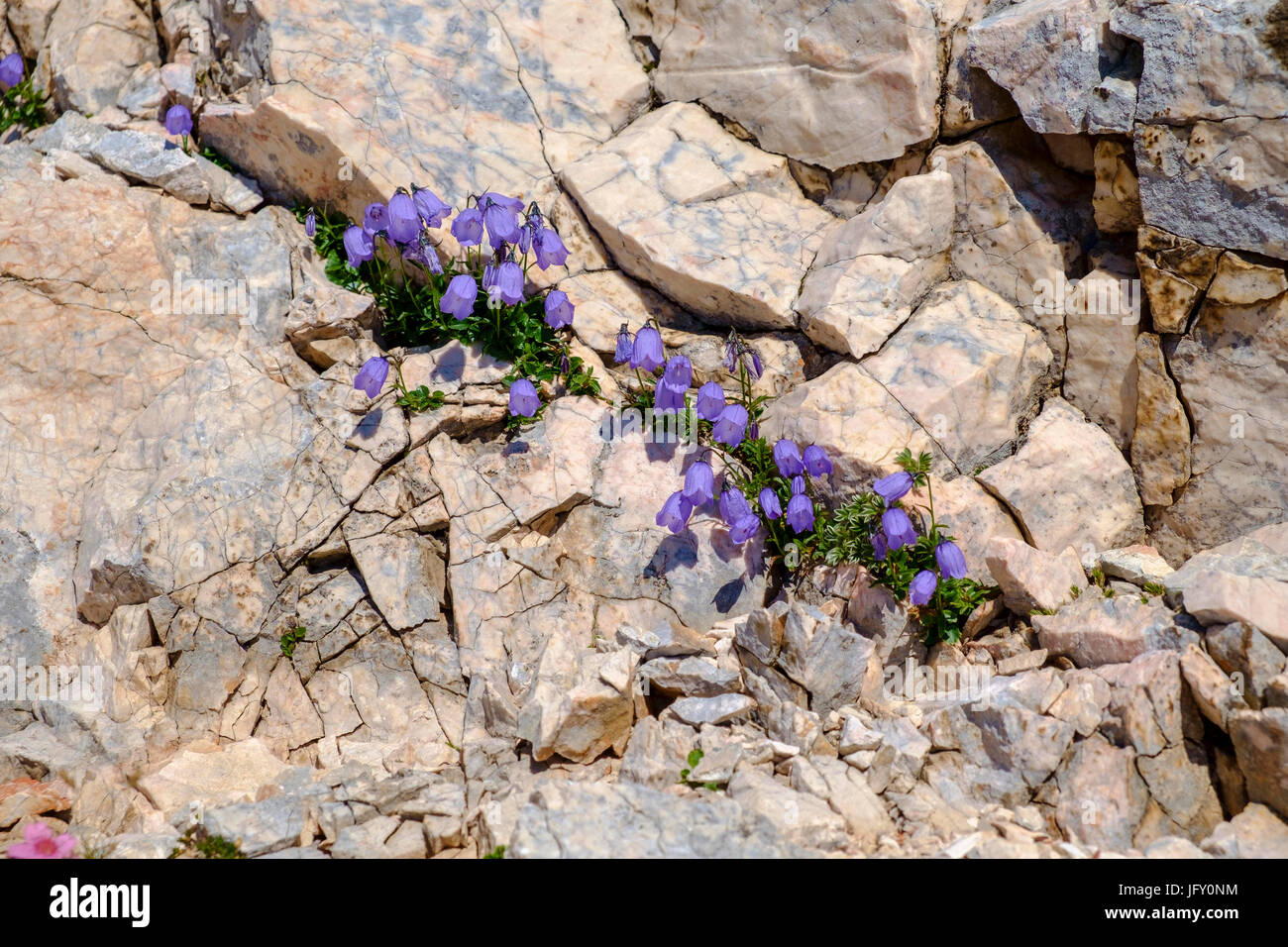 Alpine flowers, Julian Alps Stock Photo - Alamy