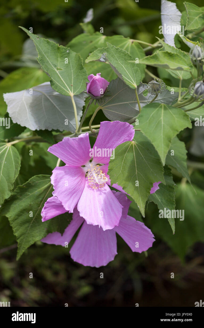 Fresh blown flowers of wild Hibiscus (Hibiscus moscheutos), in the ...