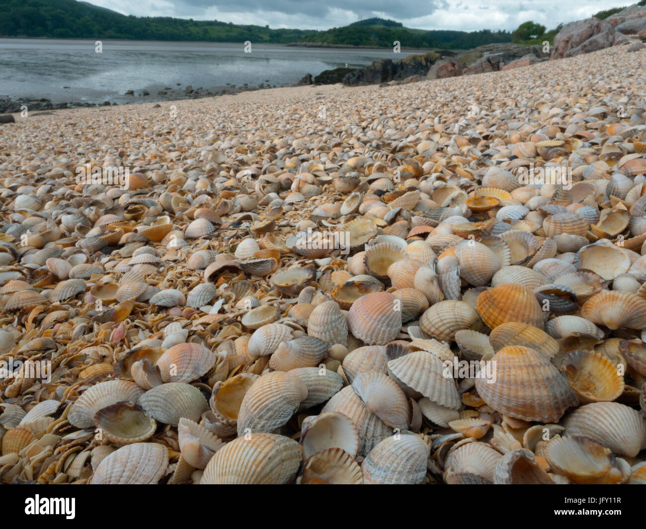 Cockleshells hi-res stock photography and images - Alamy