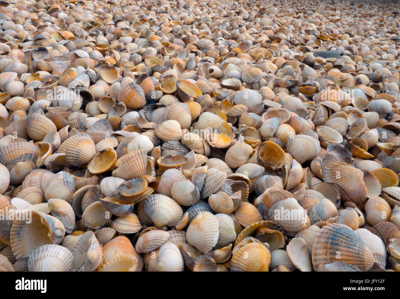 Cockleshells hi-res stock photography and images - Alamy
