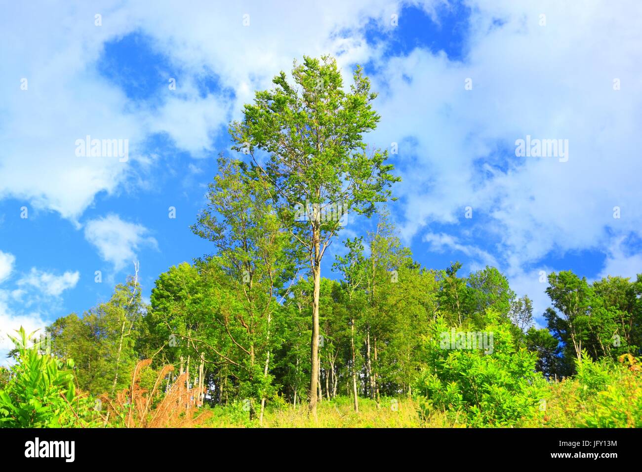 Forest landscape, blue sky with some clouds Stock Photo - Alamy