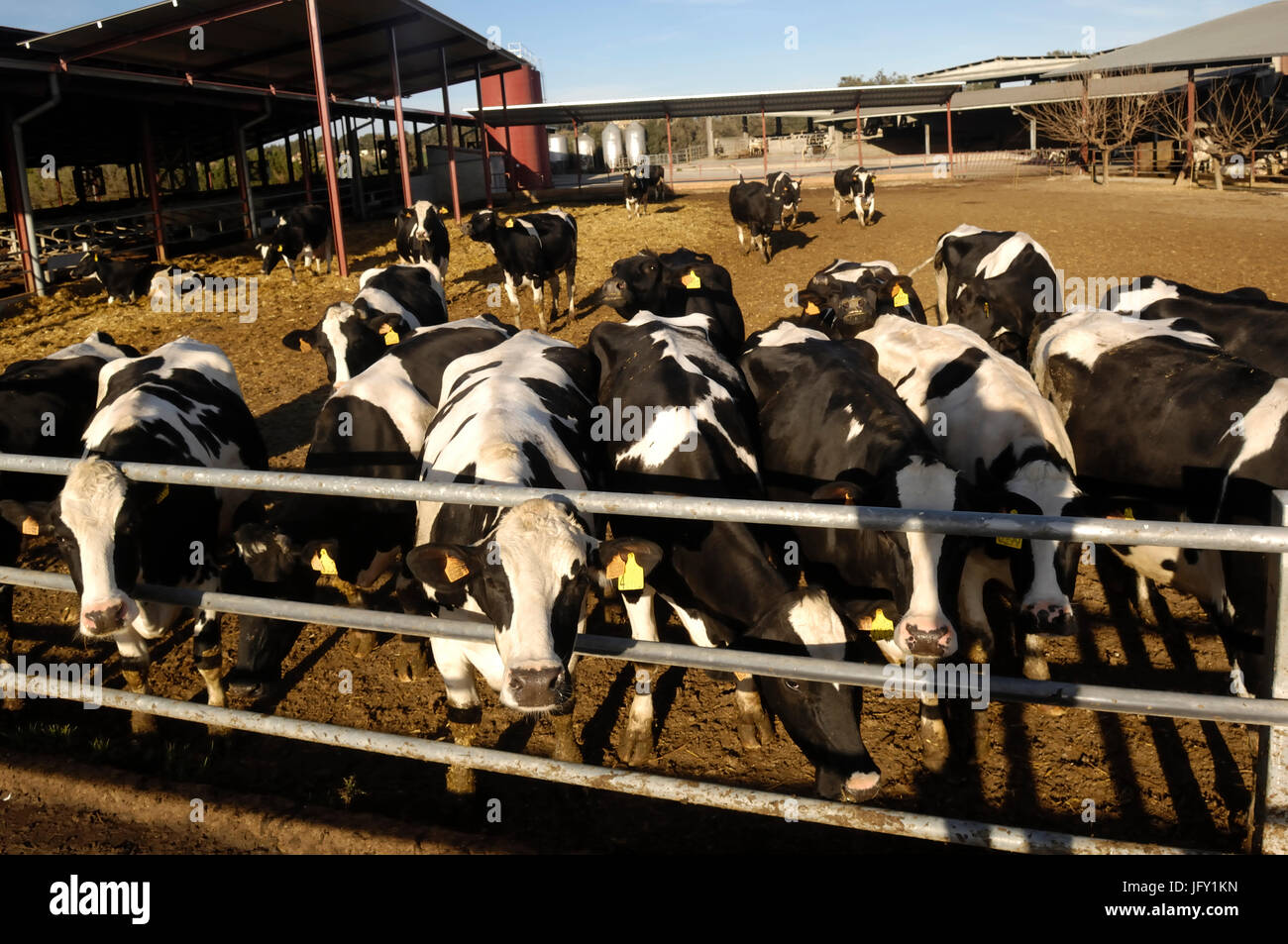 cows on a farm Stock Photo - Alamy