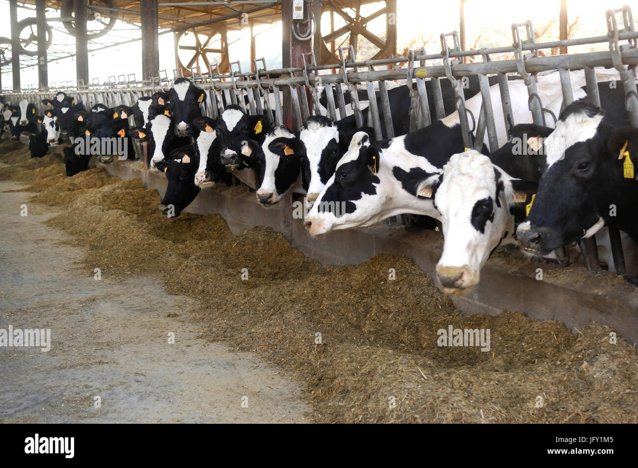 cows on the farm Stock Photo - Alamy