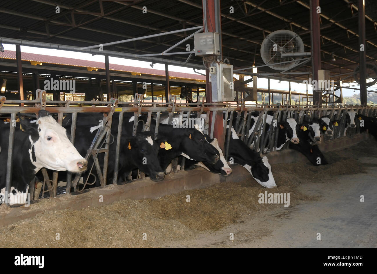 cows on the farm Stock Photo - Alamy