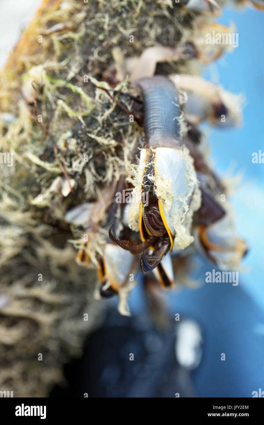 Pelagic Gooseneck Barnacles High Resolution Stock Photography and ...