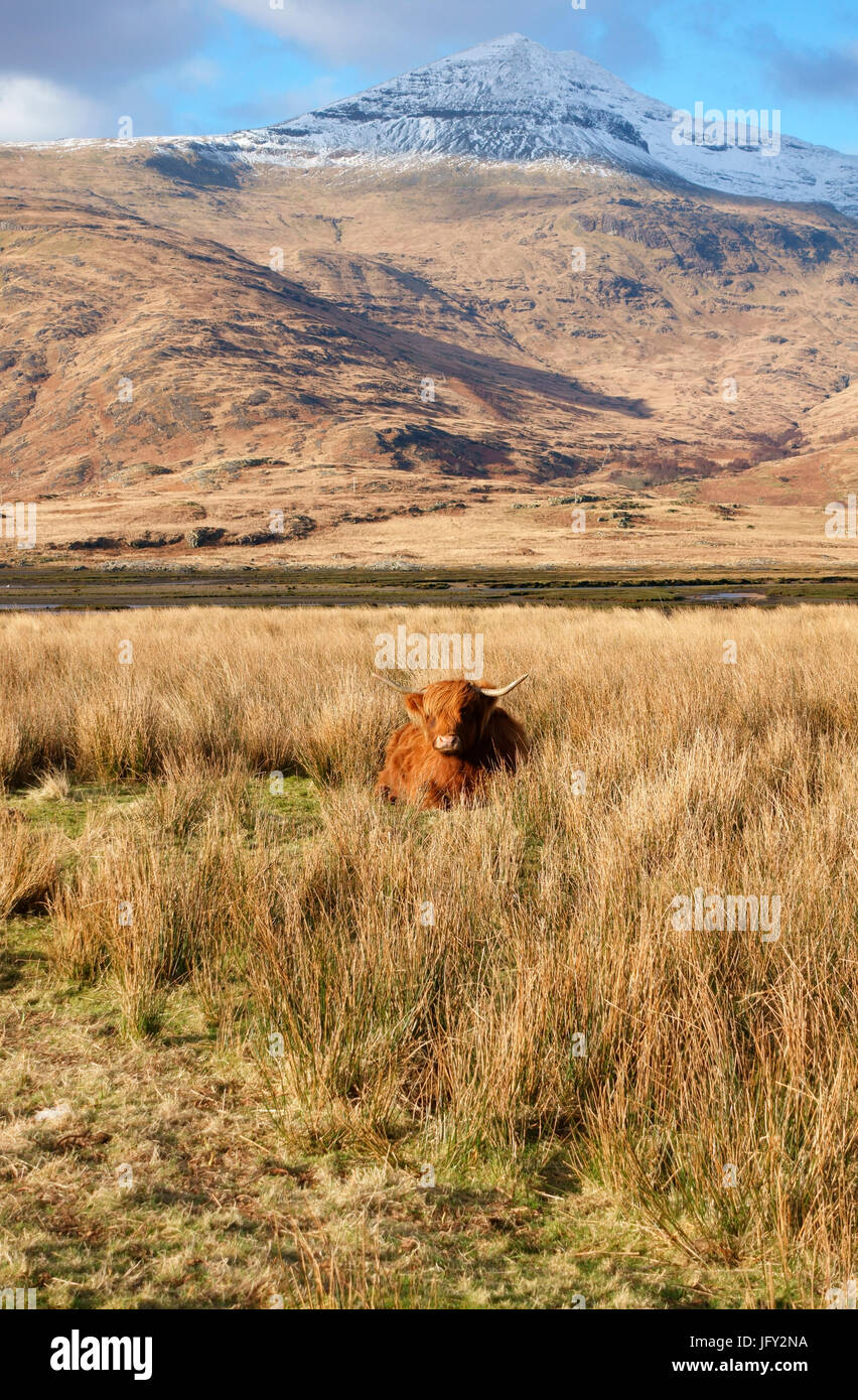 Highland cow below the summit of Ben More on the Isle of Mull Stock ...