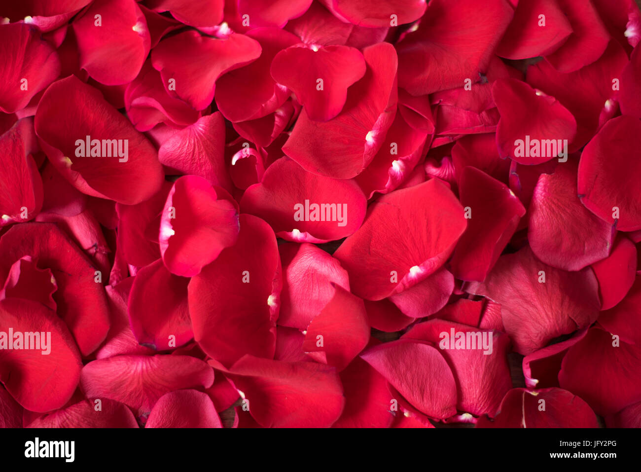 Close up of red rose petals. Floral background. Red rose stock ...