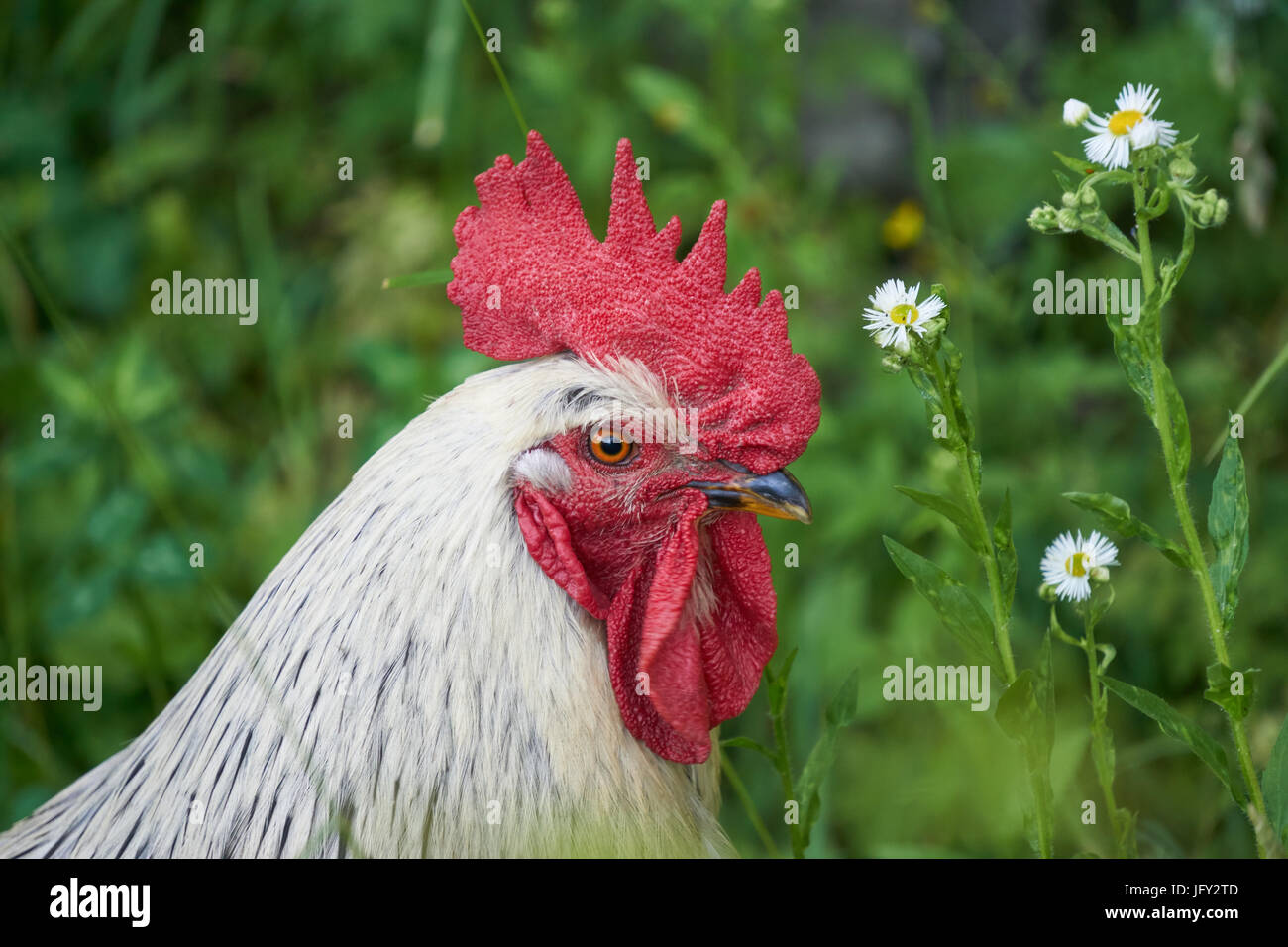 head of domestic poultry white rooster with red comb at garden. Close ...