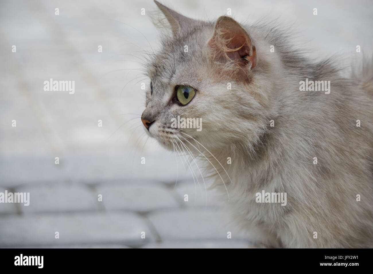 furry gray cat with green eyes lying on the pavement Stock Photo - Alamy
