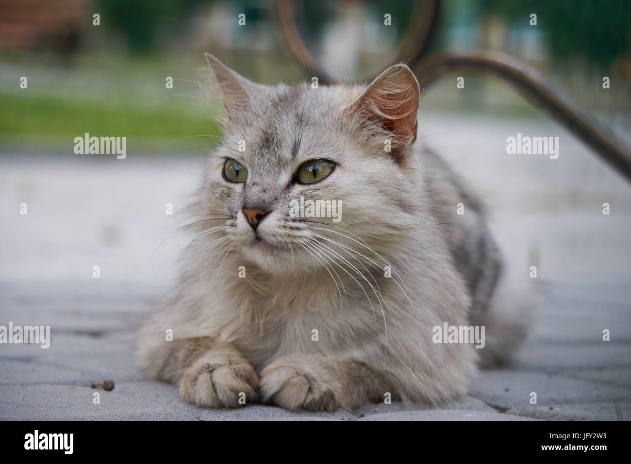 furry gray cat with green eyes lying on the pavement looking aside ...