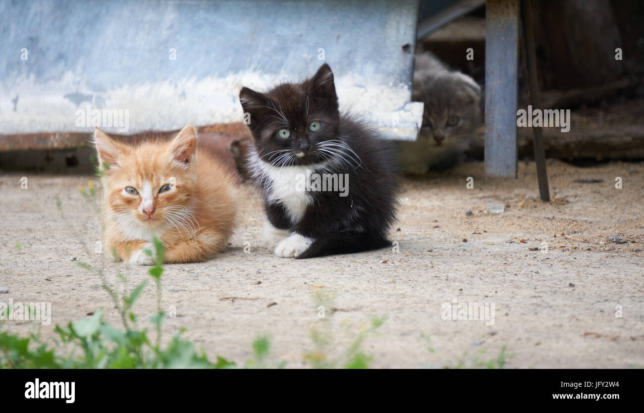 three shy timid homeless kittens red, black and gray on the backyard ...