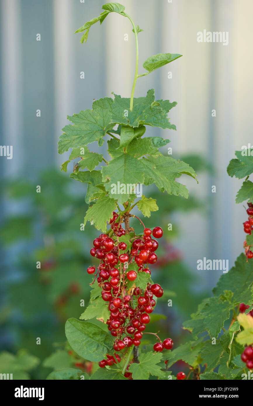 bush and ripe red berries currants near a gray fence. close up shot of ...