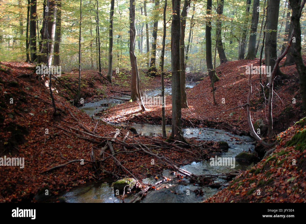 Landscape of forest with winding streamlet Stock Photo - Alamy