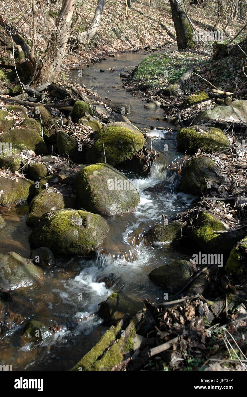 Landscape of forest with winding streamlet Stock Photo - Alamy