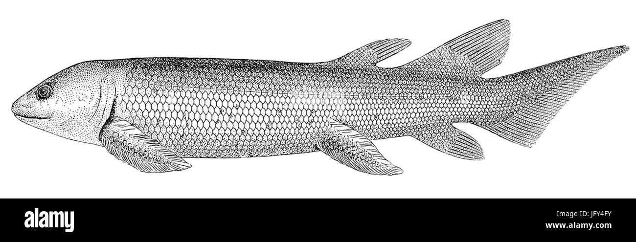 Dipterus hi-res stock photography and images - Alamy