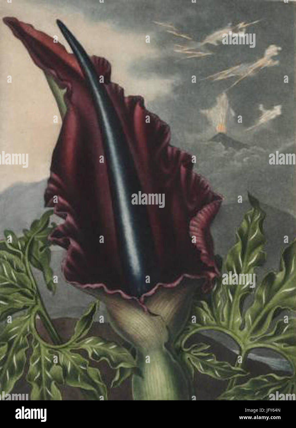 Dragon Arum by Henderson 1812 Stock Photo - Alamy