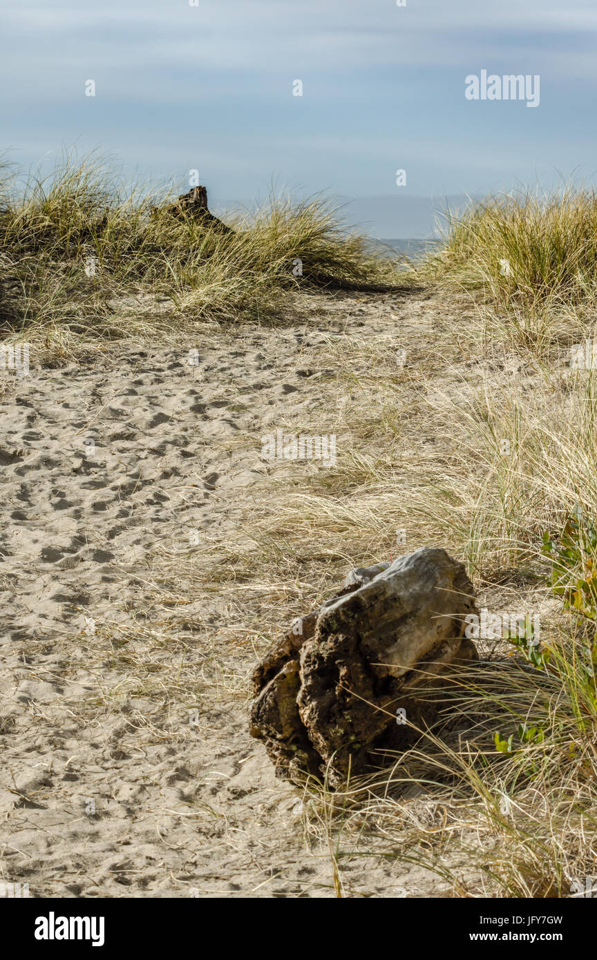Worn path in the sand over the dune through the beach grass to the ...