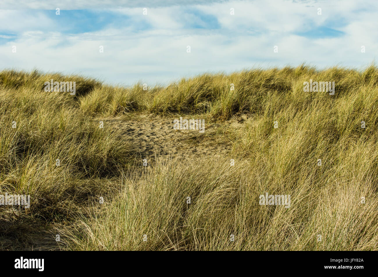 Worn path in the sand over the dune through the beach grass to the ...