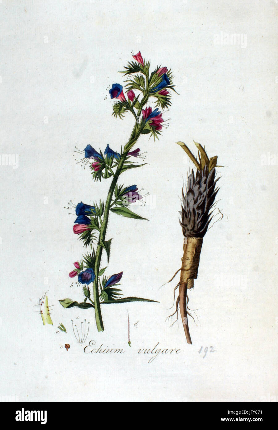 Echium vulgare Flora Batava Volume v3 Stock Photo - Alamy
