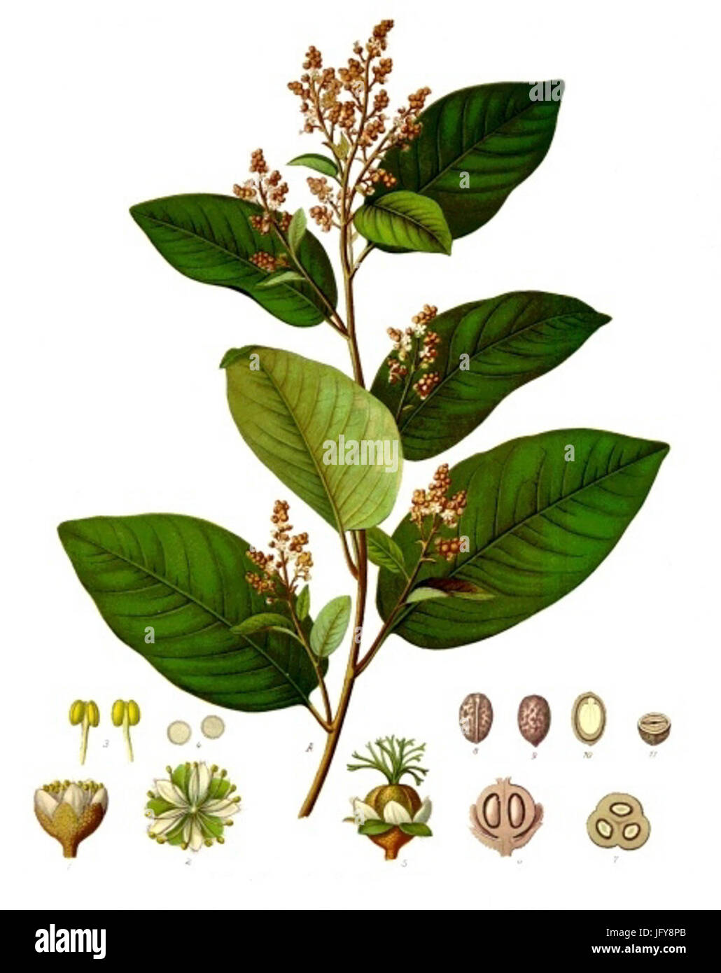 Croton eluteria hi-res stock photography and images - Alamy