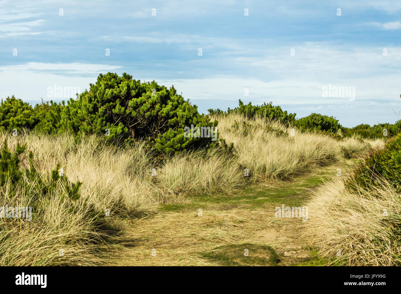 Worn path in the sand over the dune through the beach grass to the ...