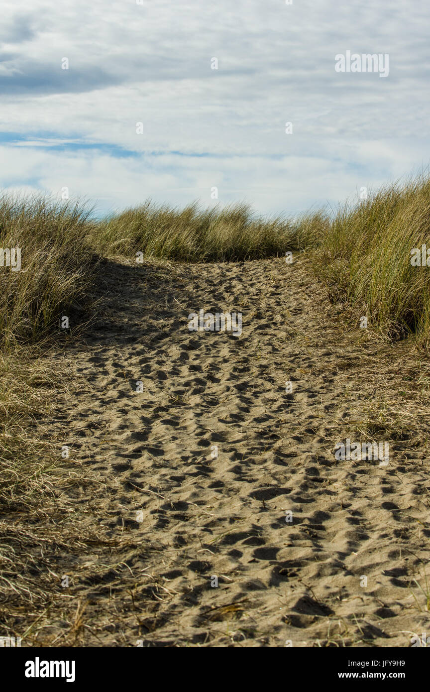 Worn path in the sand over the dune through the beach grass to the ...
