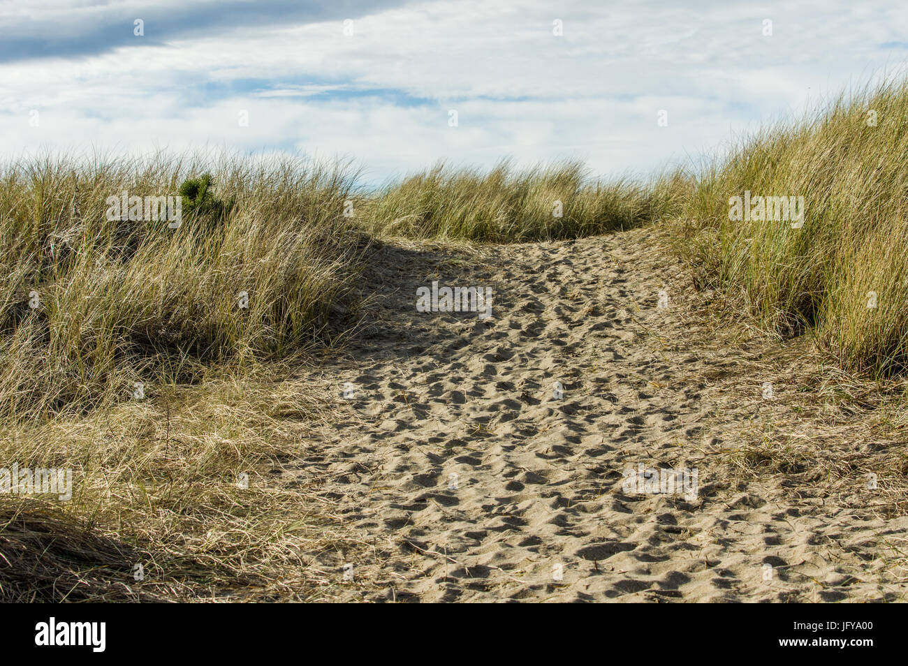 Worn path in the sand over the dune through the beach grass to the ...