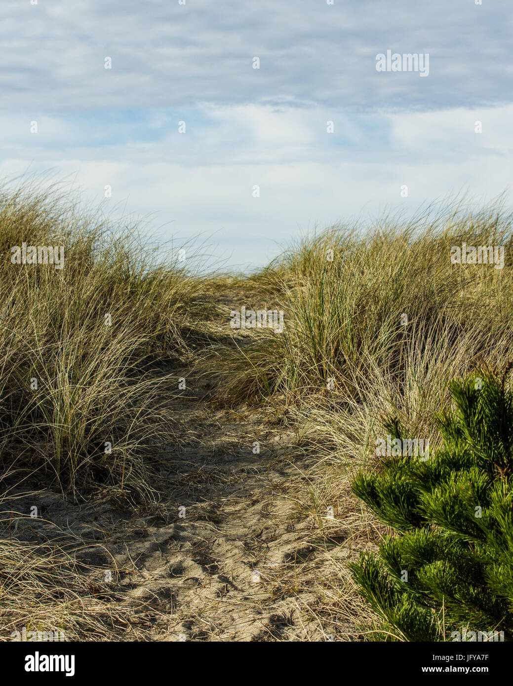 Worn path in the sand over the dune through the beach grass to the ...