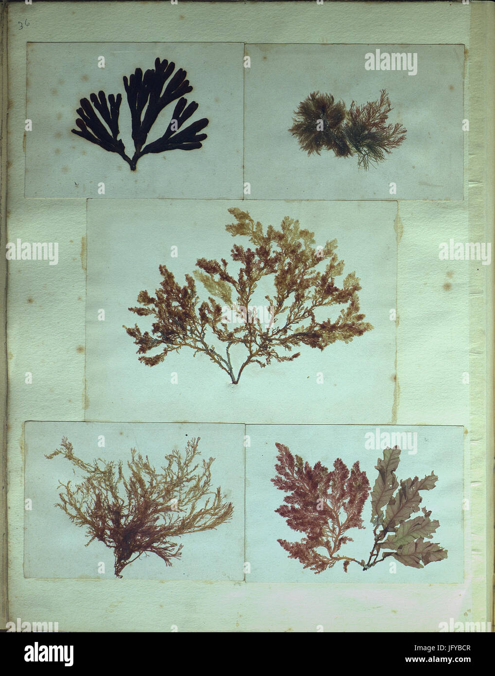 'Herbier d'Algues Marines' by Emile Carot is a botanical collection ...