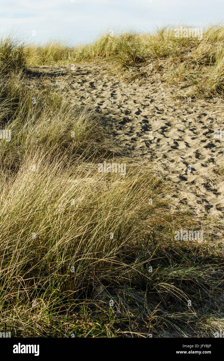 Worn path in the sand over the dune through the beach grass to the ...
