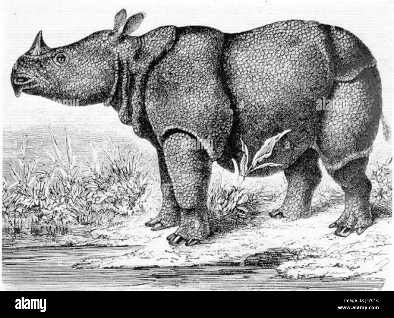 Engraving of Java Rhinoceros 28Hermann Schlegel 187 9 Stock Photo - Alamy
