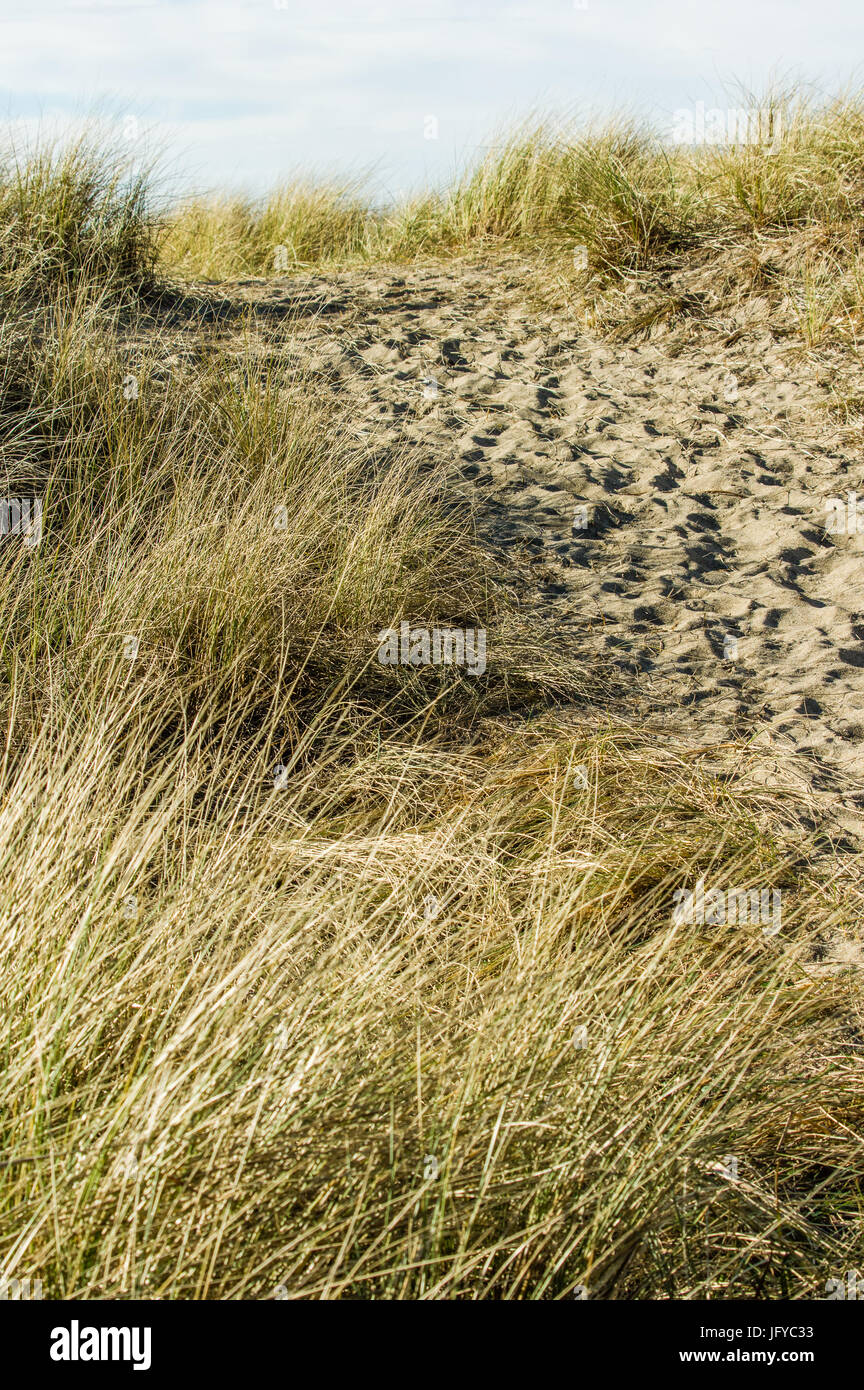 Worn path in the sand over the dune through the beach grass to the ...