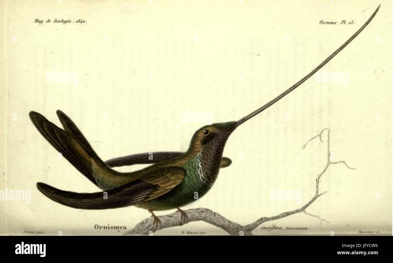 Ensifera ensifera PrơAAtre Stock Photo - Alamy