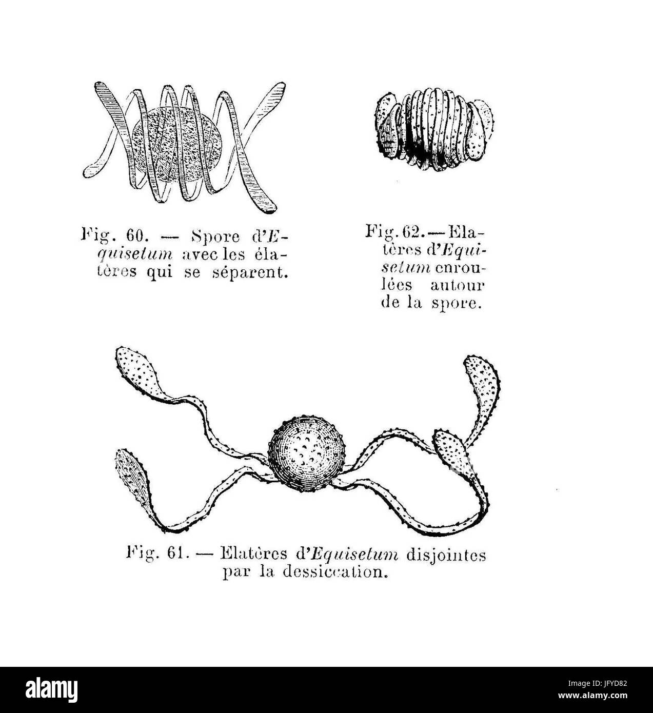 Plant spore Black and White Stock Photos & Images - Alamy