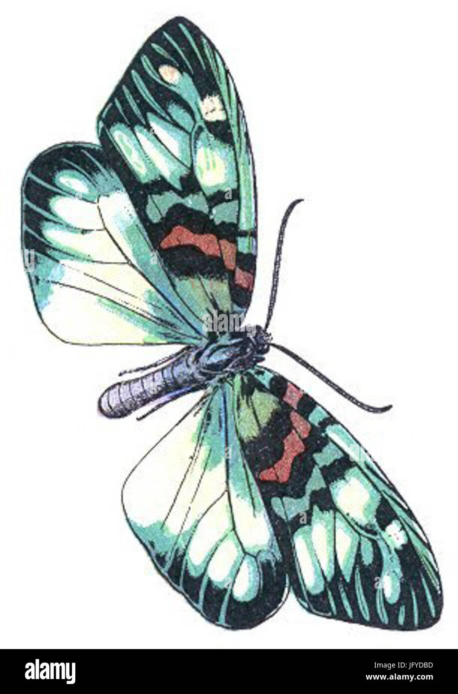 Erasmia hi-res stock photography and images - Alamy