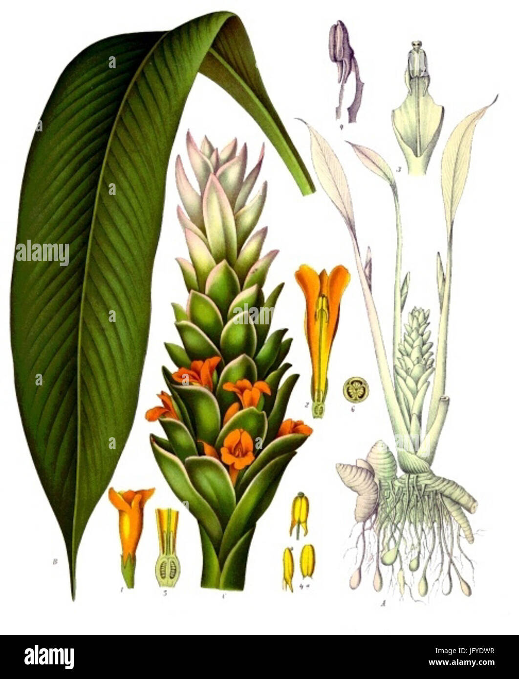 Curcuma longa - Köhler-s Medizinal-Pflanzen-199 Stock Photo - Alamy