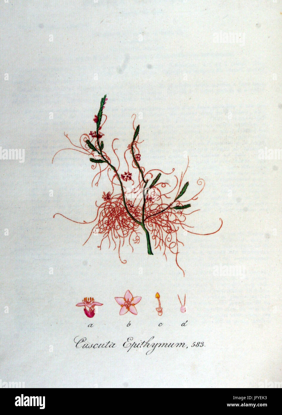 Cuscuta epithymum Flora Batava Volume v8 Stock Photo - Alamy