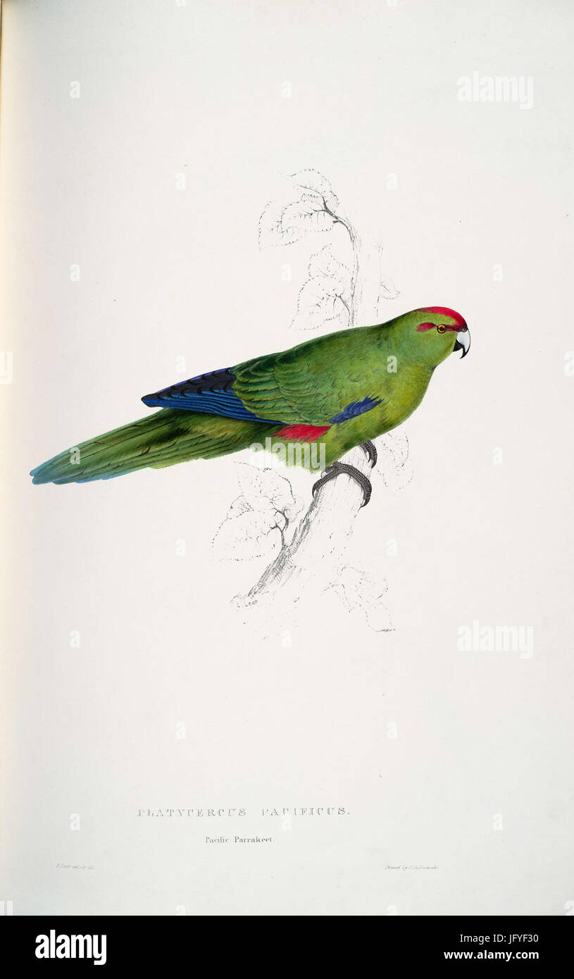 Cyanoramphus novaezelandiae -Platycercus pacificus. Pacific parrakeet ...