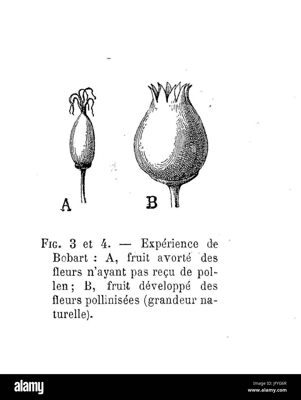 Expérience de Bobart Stock Photo - Alamy