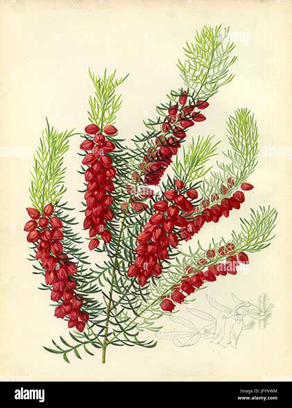 Boronia flower hi-res stock photography and images - Alamy