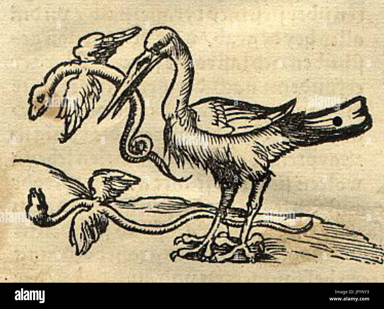 Flying snakes hi-res stock photography and images - Alamy