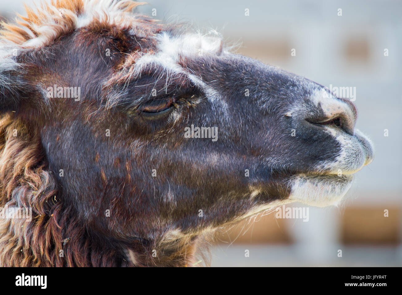close up side view of alpaca face Stock Photo - Alamy
