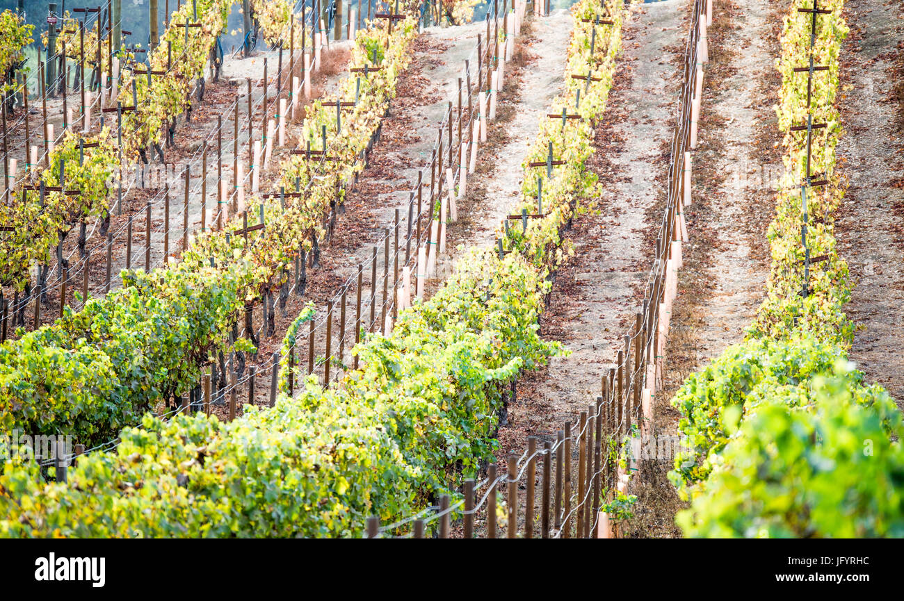 rows of grapevines at a hillside vineyard Stock Photo - Alamy
